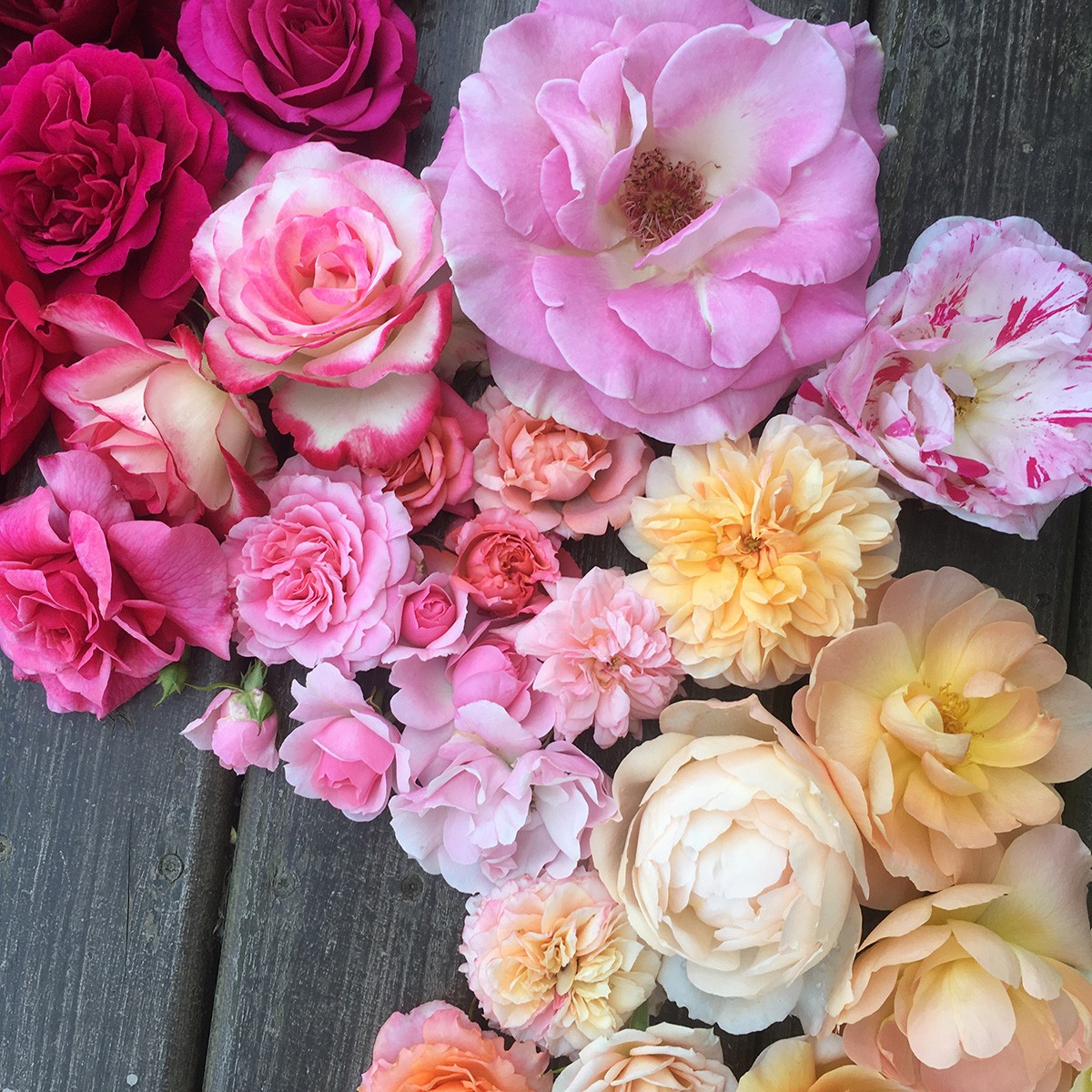 Flowers | In Bloom Flowers